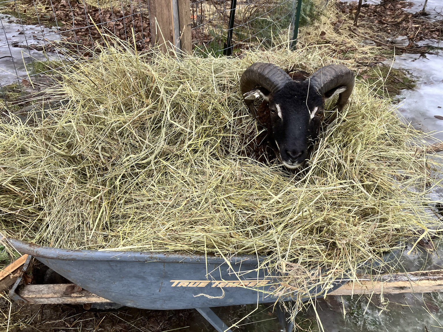 Sheep Stones: Urinary Calculi in Sheep - Countryside